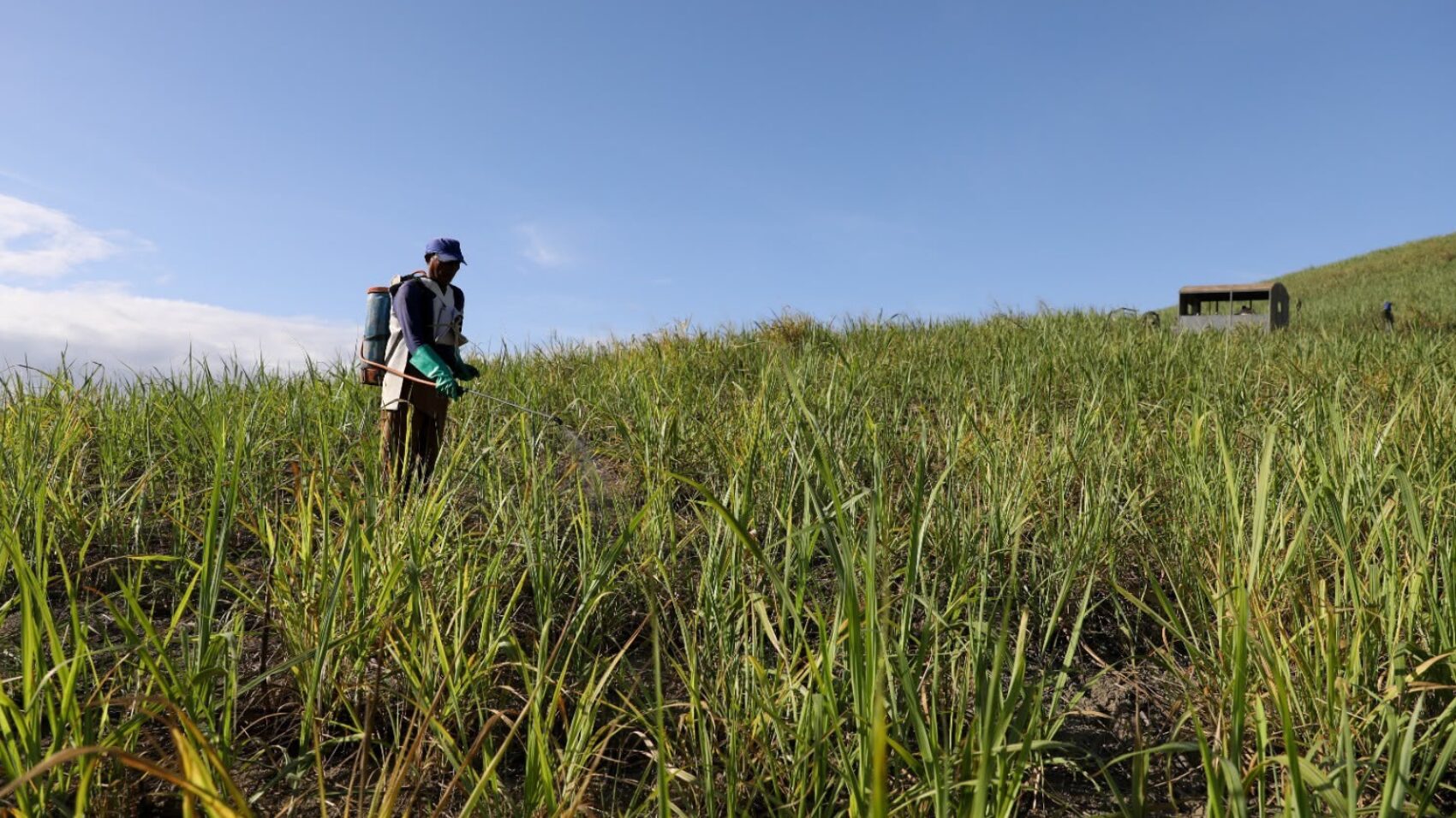 Governo de Pernambuco garante 18 mil toneladas de fertilizantes para ...